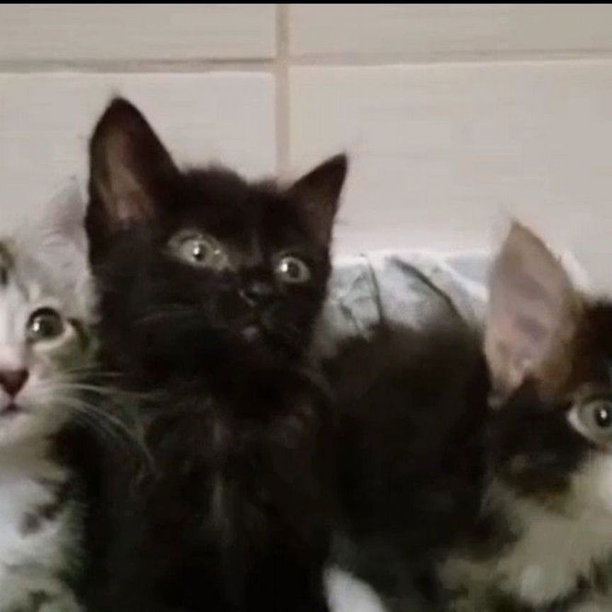 Нашли котят на остановке