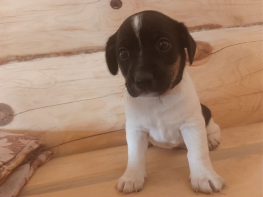 Щенок девочка