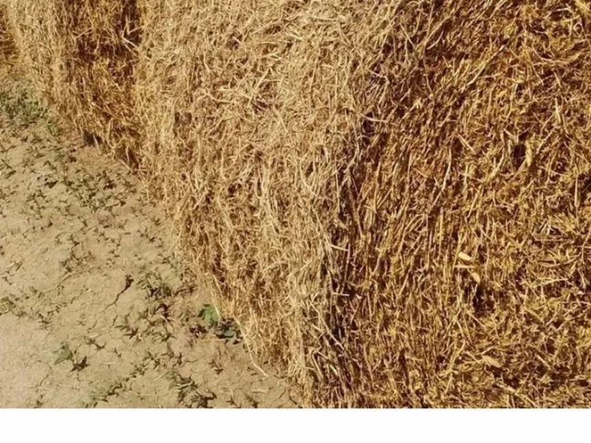 Гороховая салома