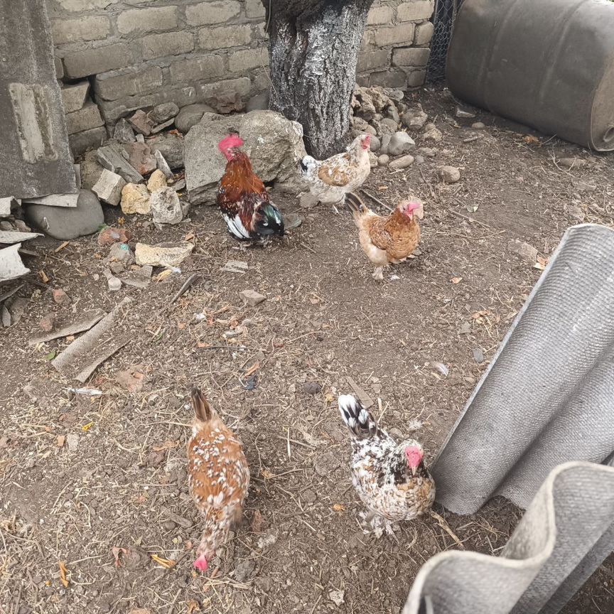 Карликовые куры