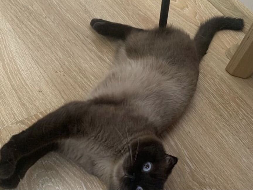 Кот в добрые руки британец шотландец