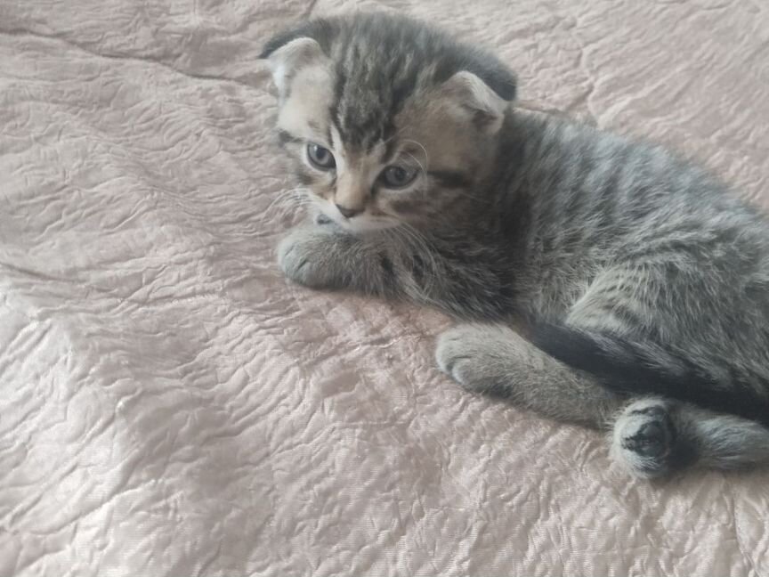 Шотландская вислоухая кошка бесплатно