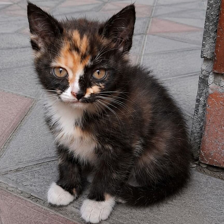 Британский короткошёрстный котёнок