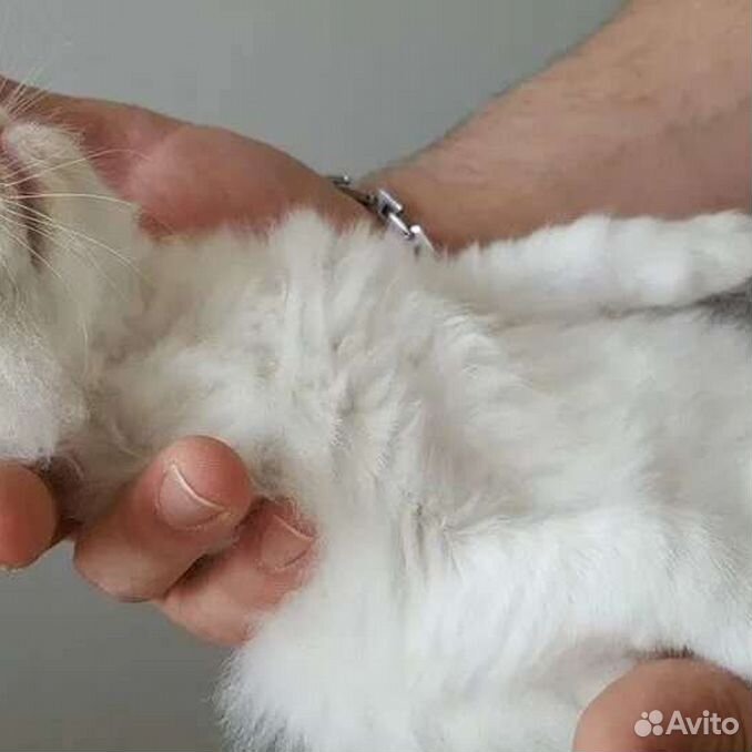 Рэгдолл котенок