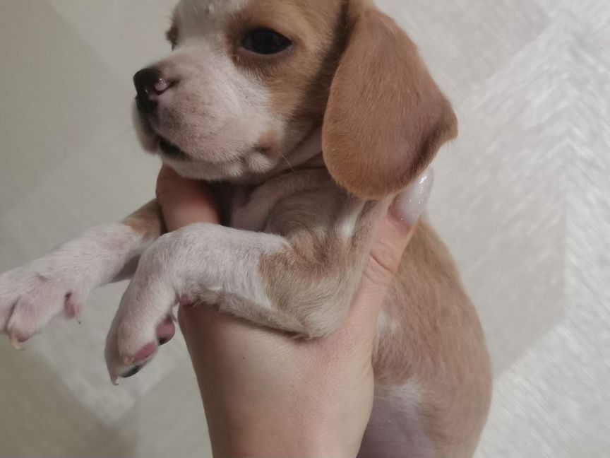 Мальчик бигль