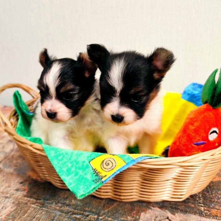 Континентальный той-спаниель папильон, щенок