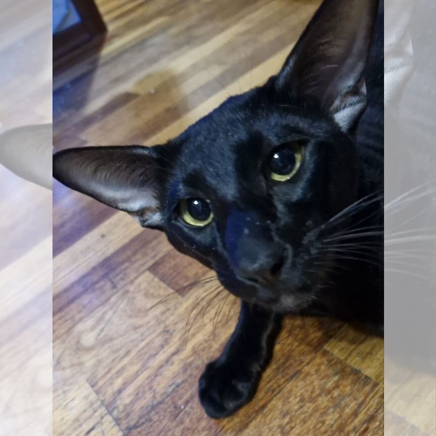 Ориентальный, взрослый кот