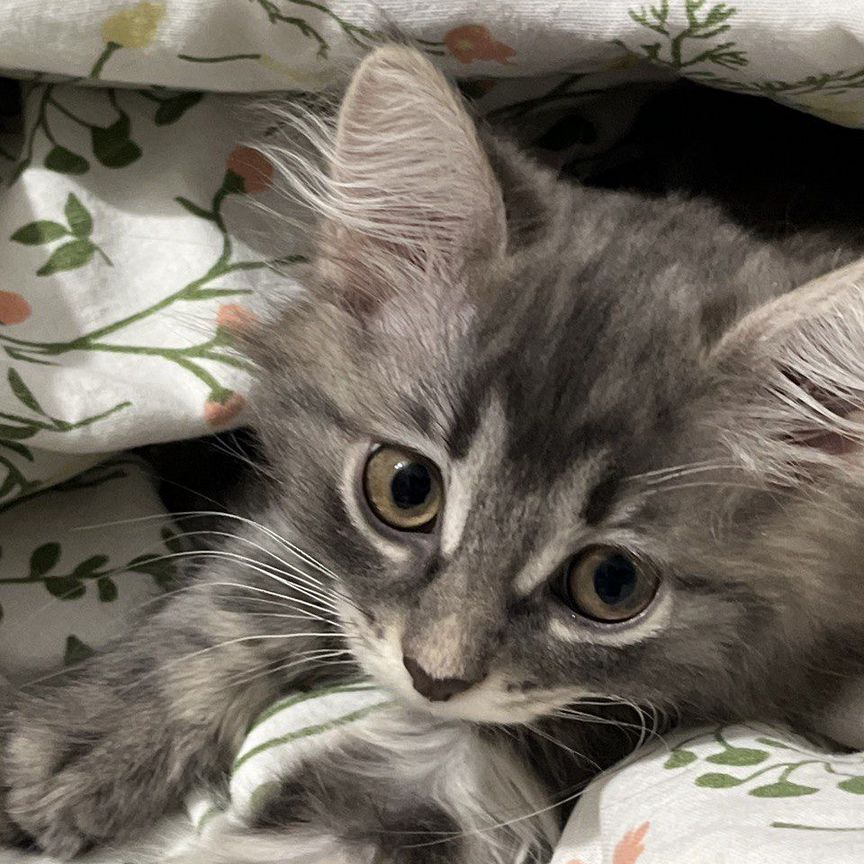 Котенок в добрые руки
