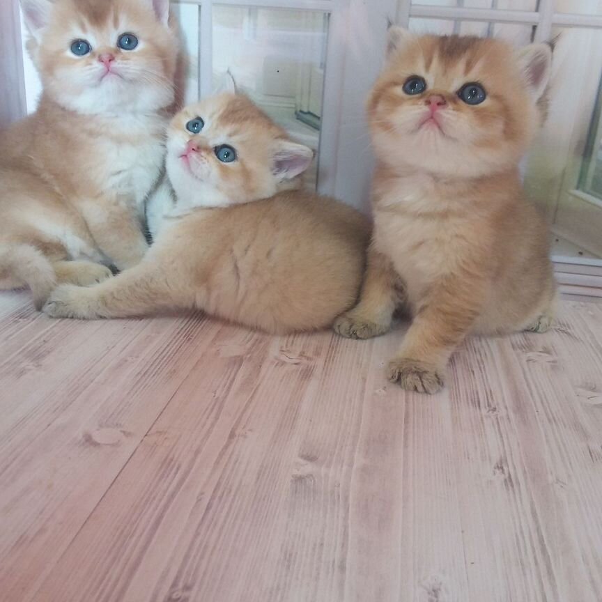 Шотландский шоколад