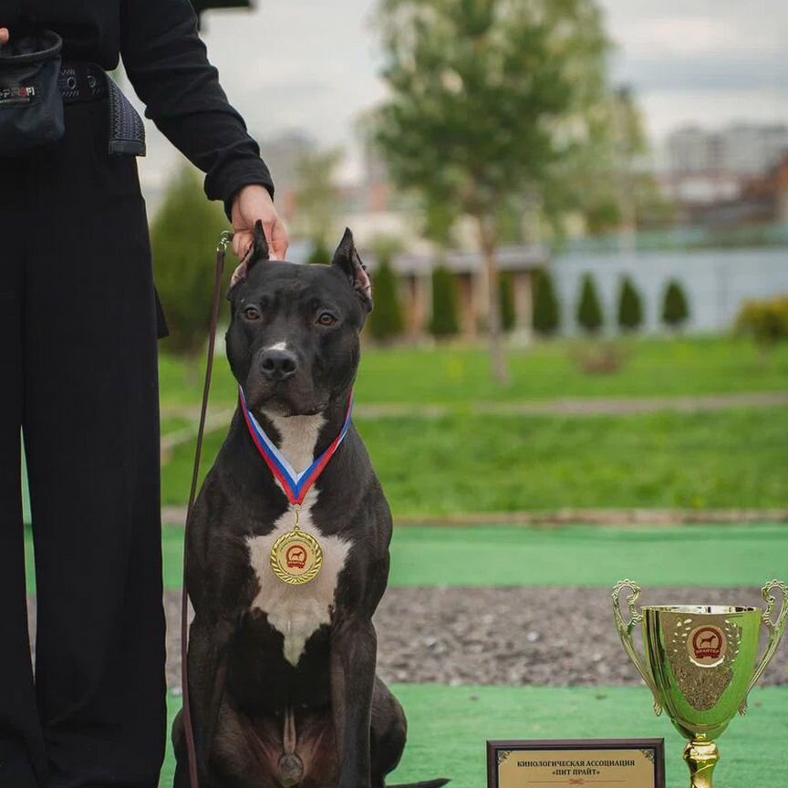 Прайтер вязка