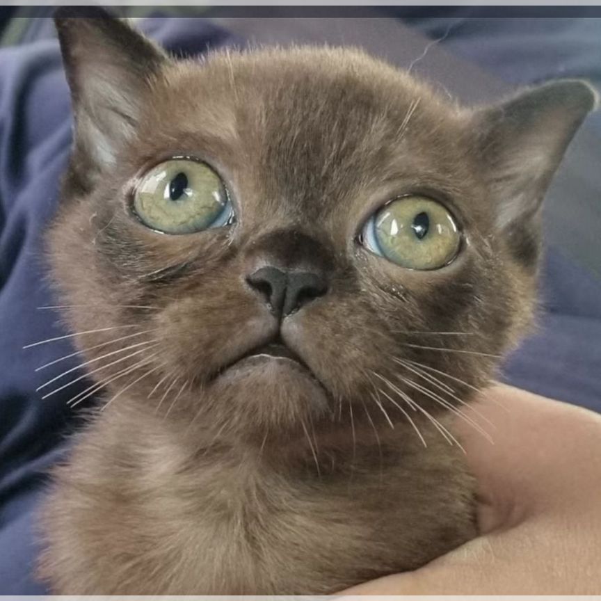 Котята американской бурмы