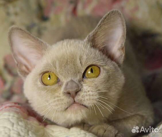 Бурманская кошка