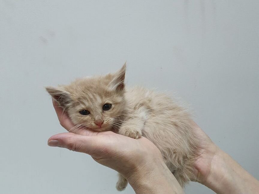 Пушистый персиковый котенок на ладошке в дар