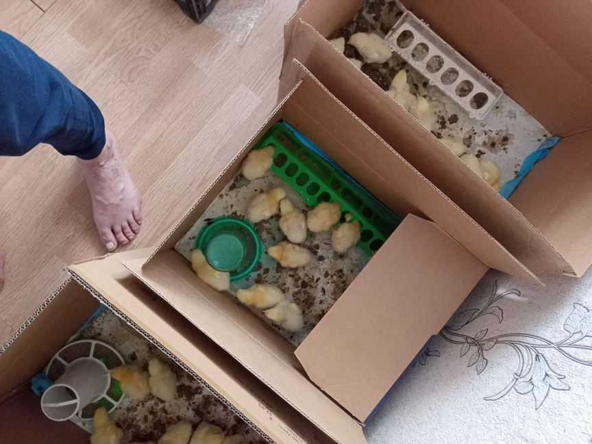 Цыплята бройлеры суточные