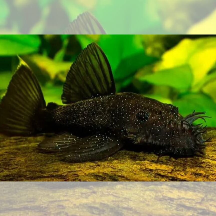 Продам в хорошие руки Прилипалу анцитруса