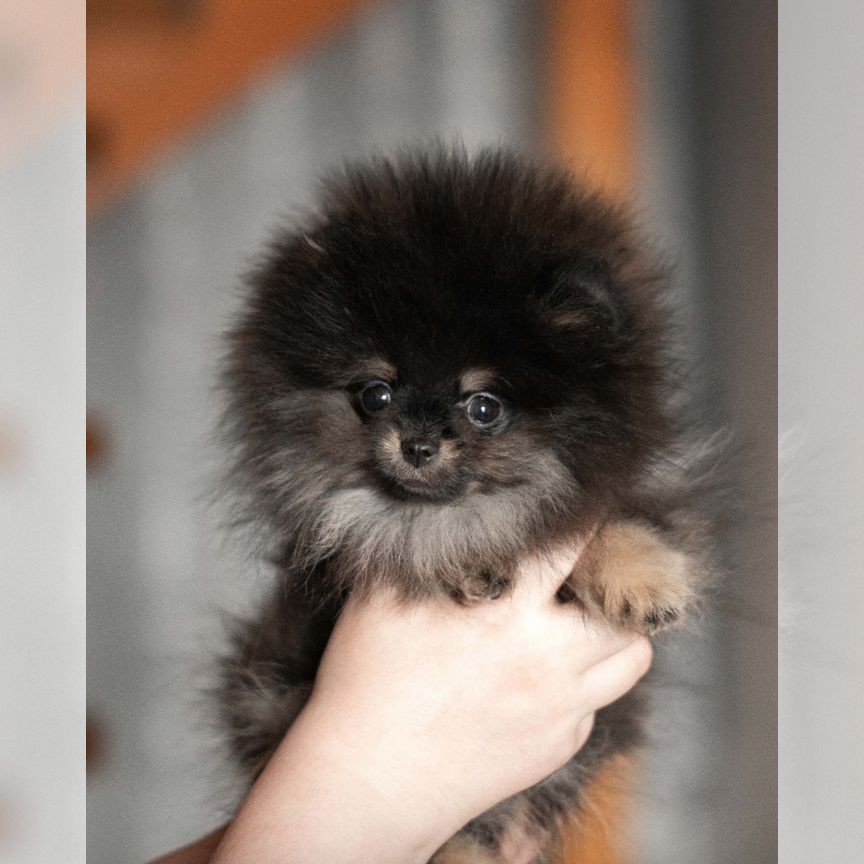Померанский шпиц мини крошка