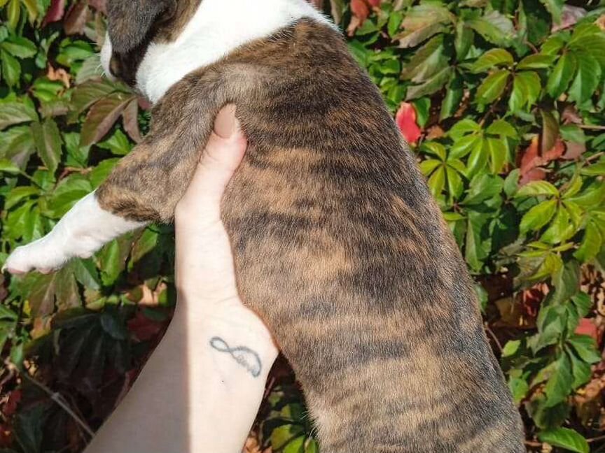 Стаффордширский терьер