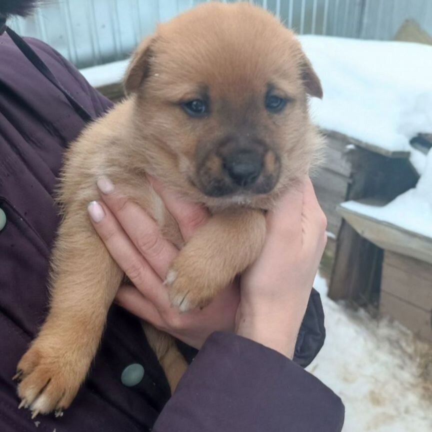 Щеночки в добрые руки