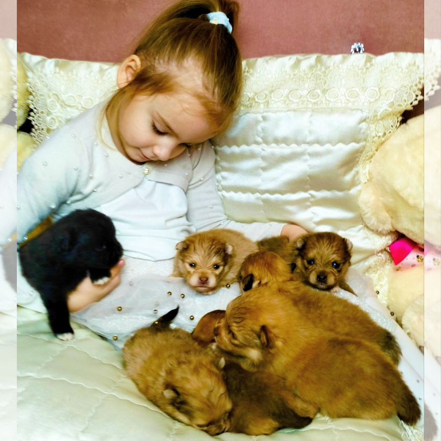 Немецкий шпиц, щенок