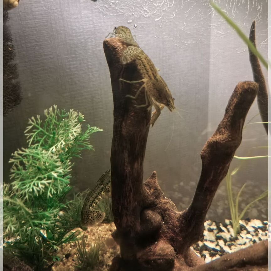 Продам живые раки