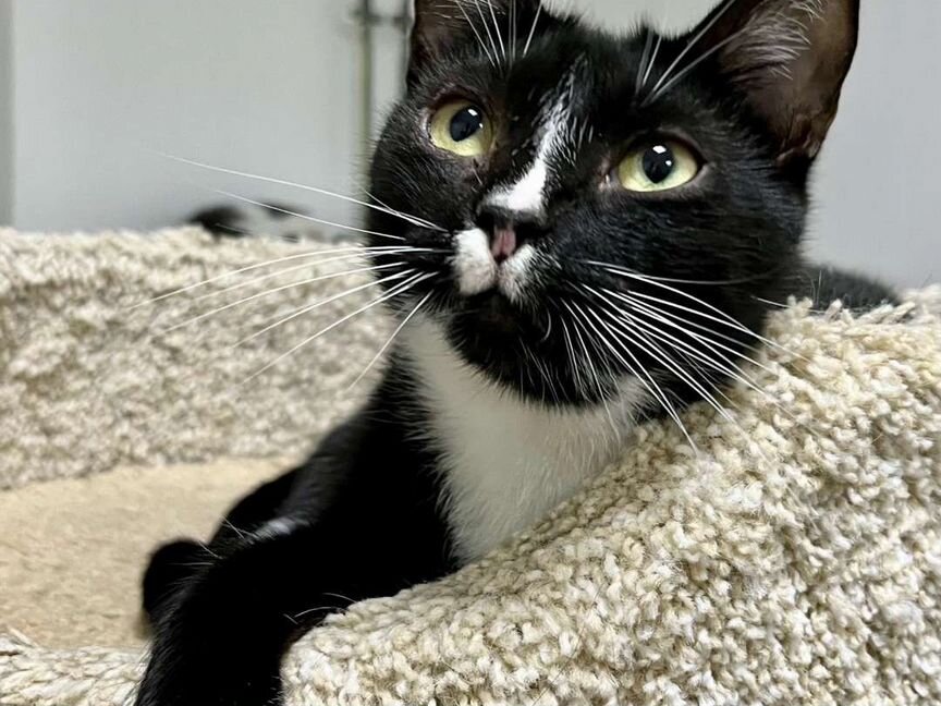 Кошка в дар