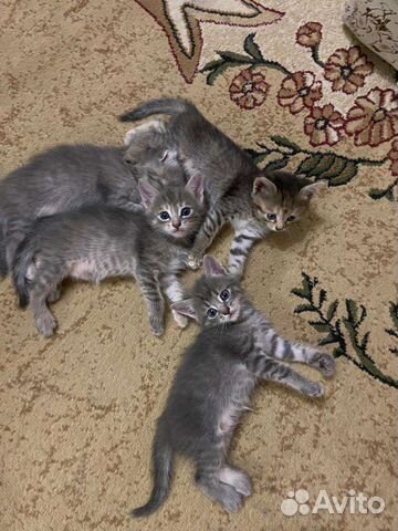 Кошки бесплатно