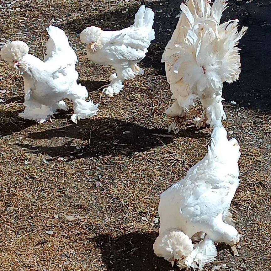 Инкубационное яйцо