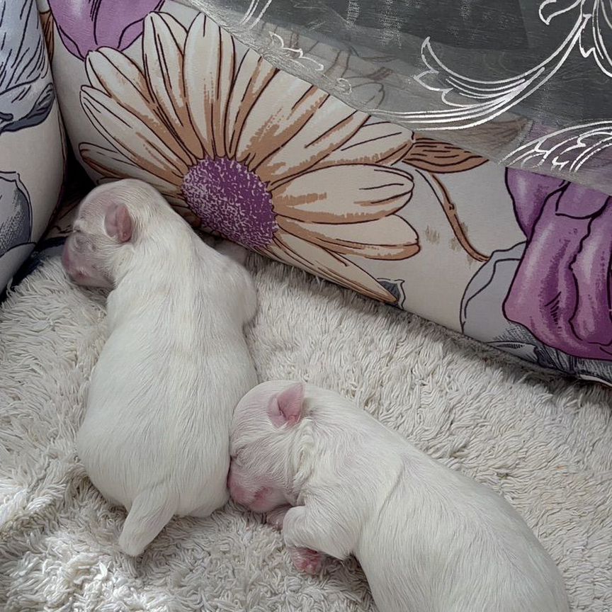 Продажа щенков