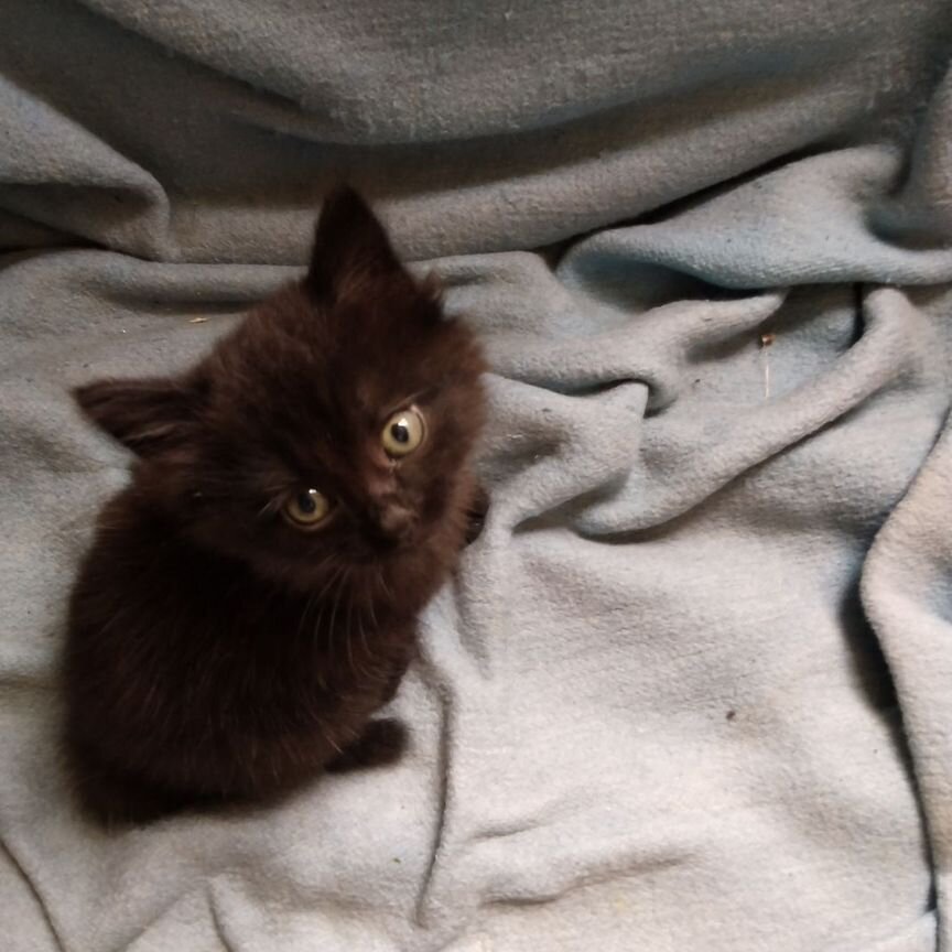 Кошка
