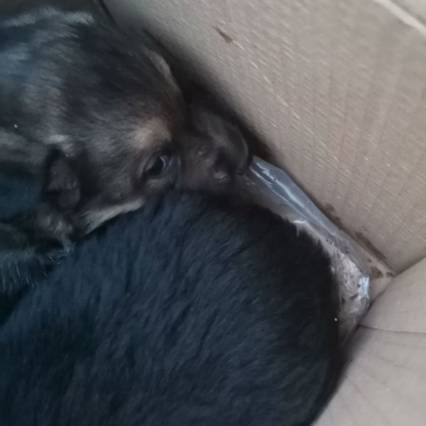 Щенок в добрые руки