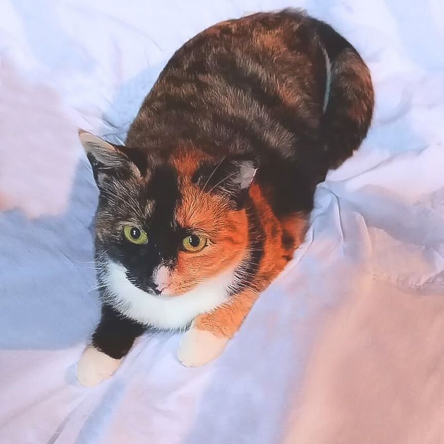 Кошечка для Вашего счастья