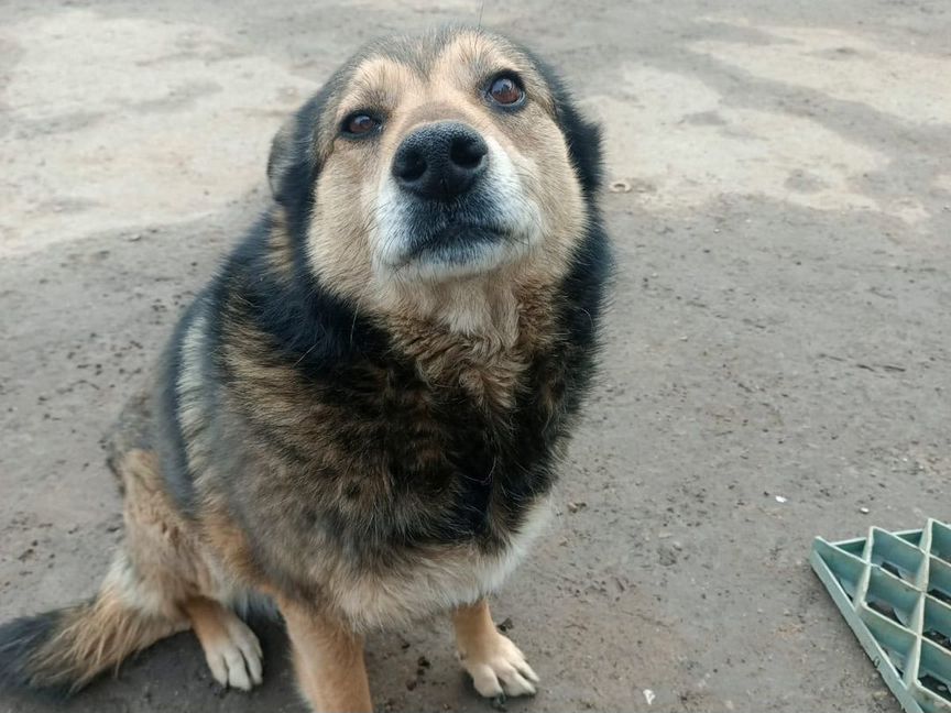 Собака через месяц останется одна стройка уедет