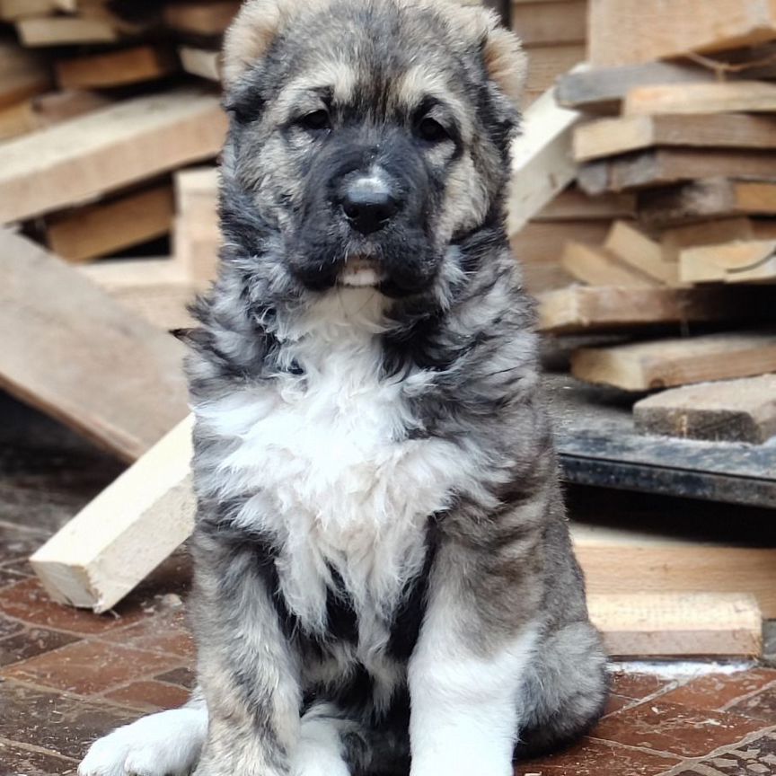 Среднеазиатская овчарка, щенок