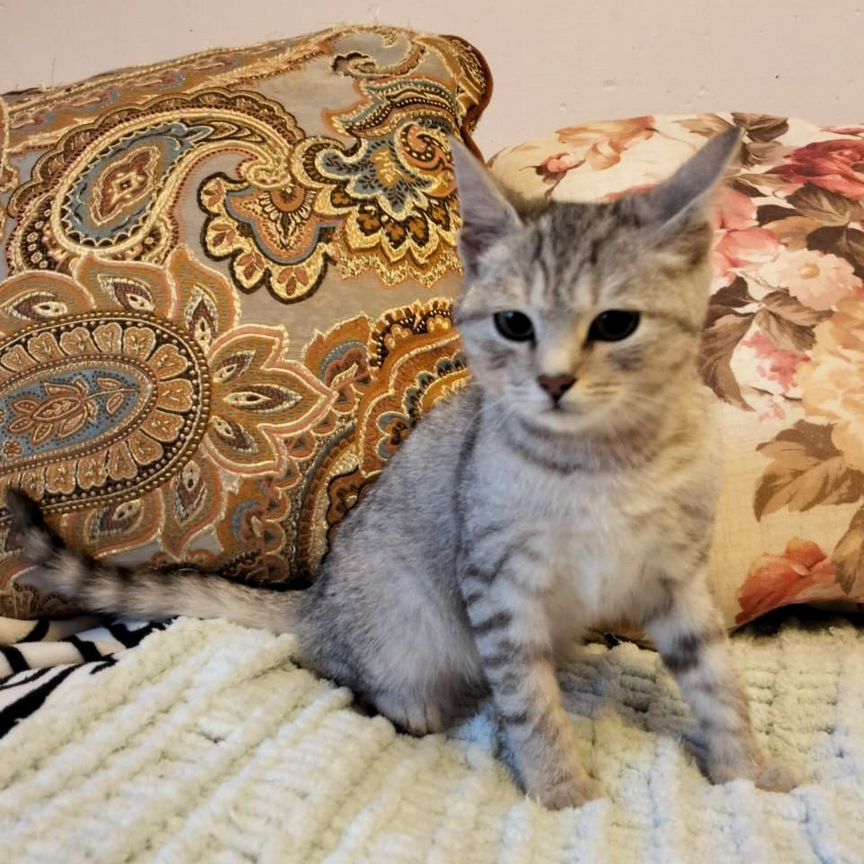 Котенок