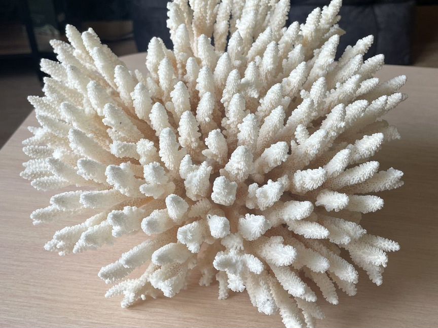 Коралл из Океана