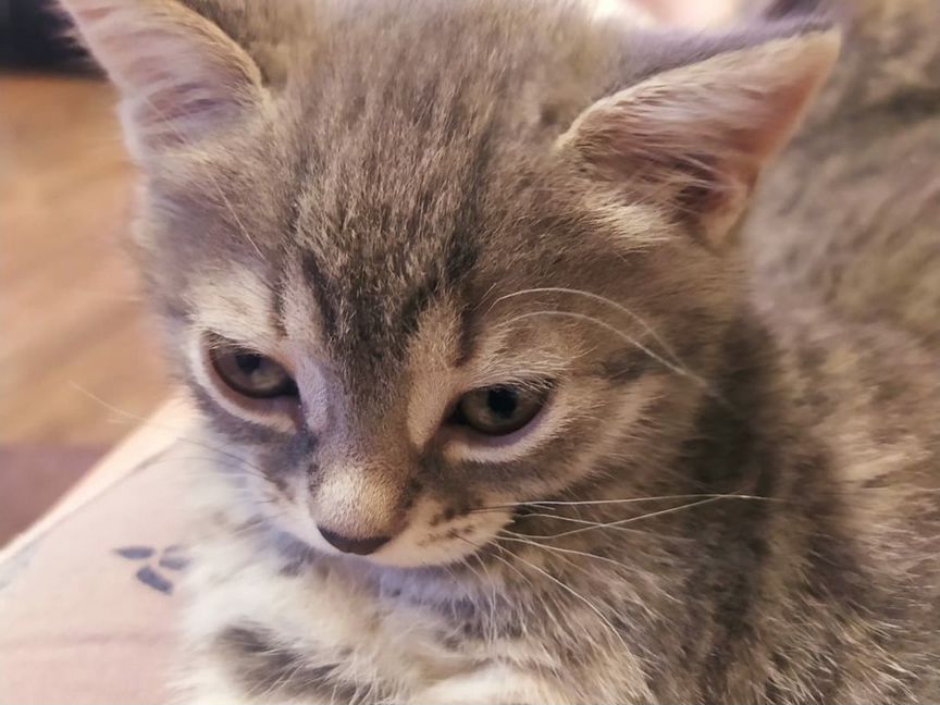 Вискасный котенок Бася