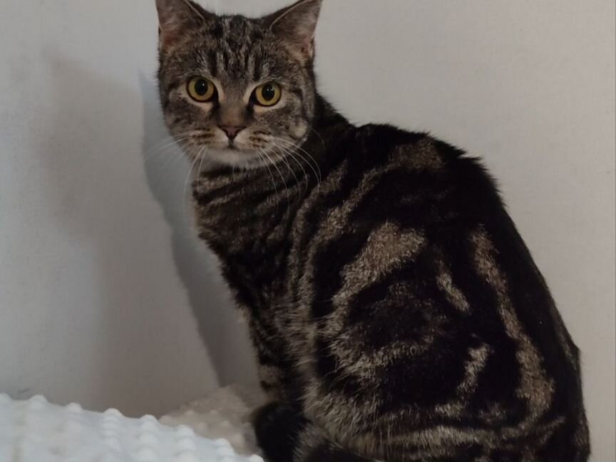 Мраморная Британка в поисках дома