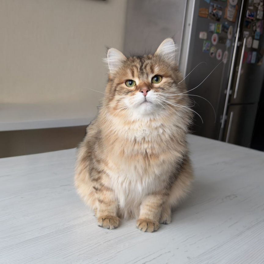 Сибирский котёнок