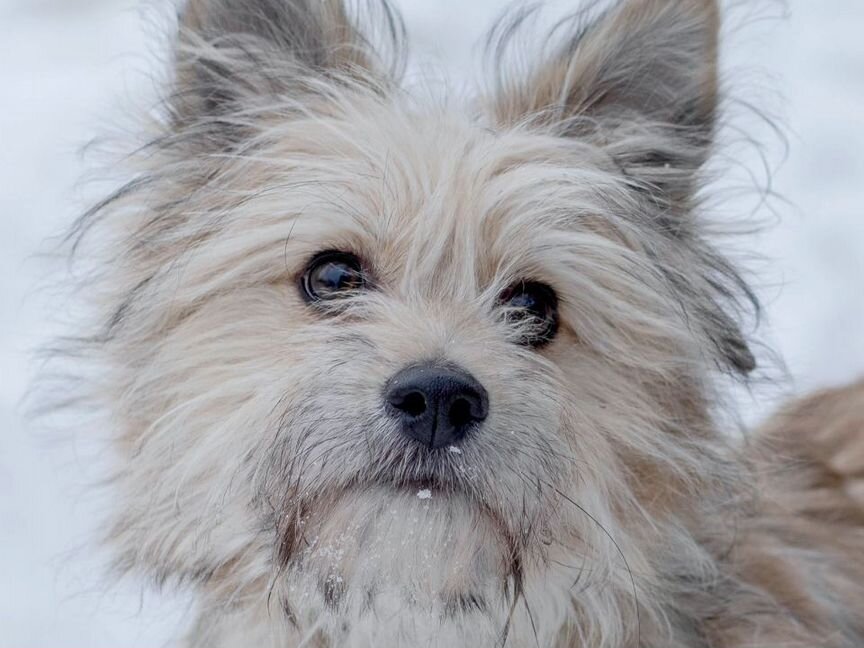 Метиска болонки Эмма в добрые руки