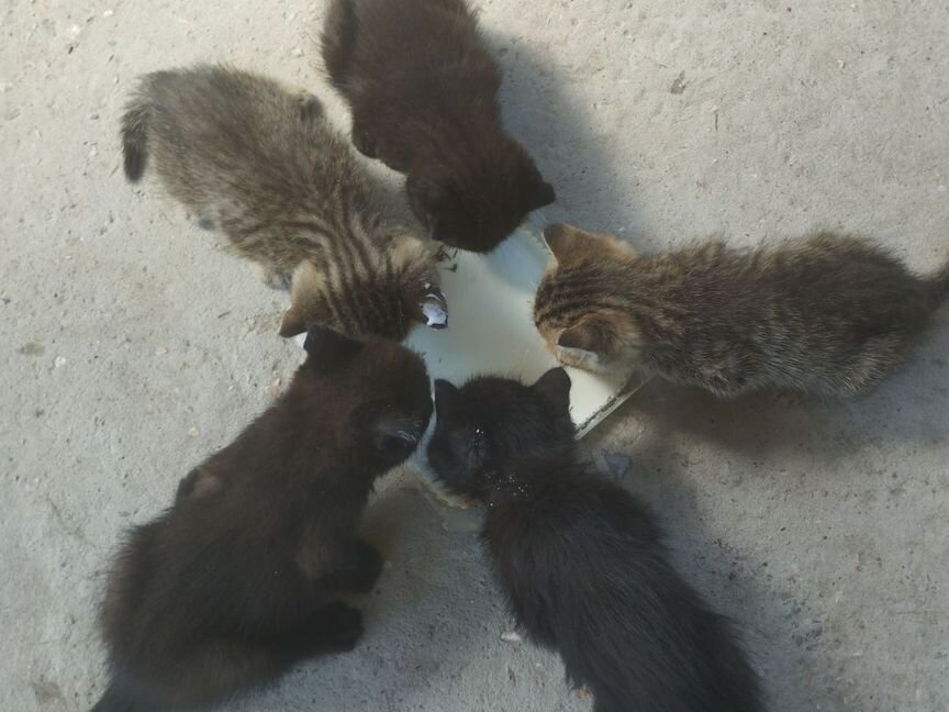 Шотландские котята