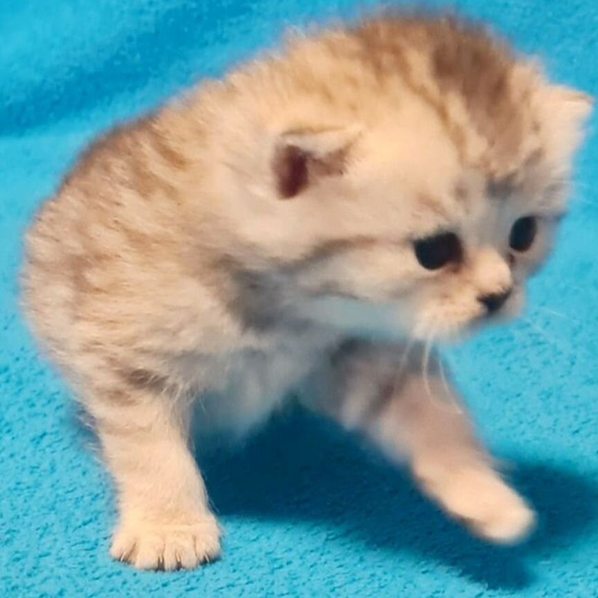 Шотландские котята