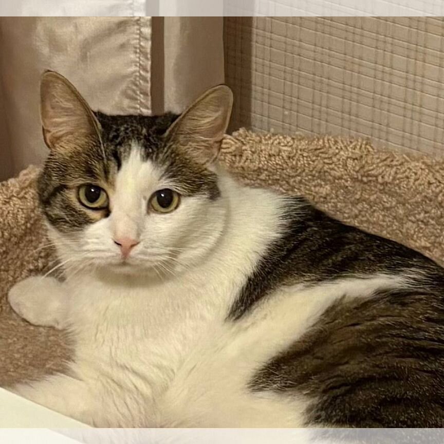 Взрослая, кошка в добрые руки