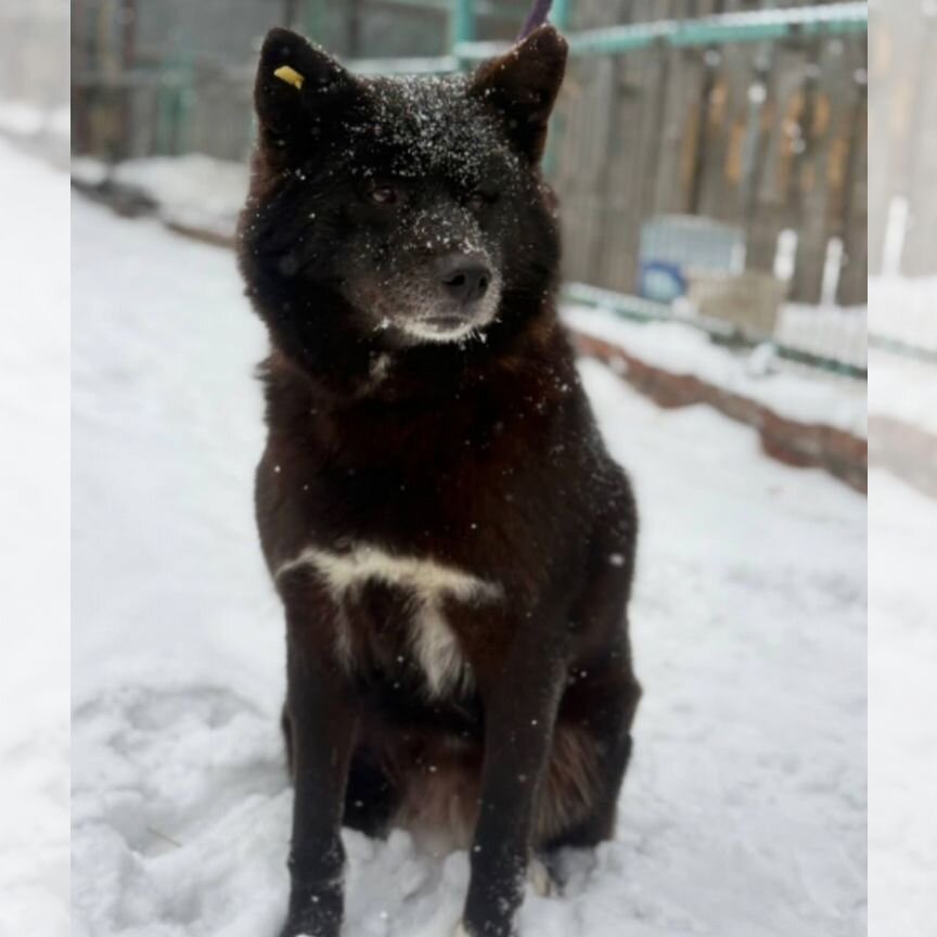 Взрослый пёс в добрые руки