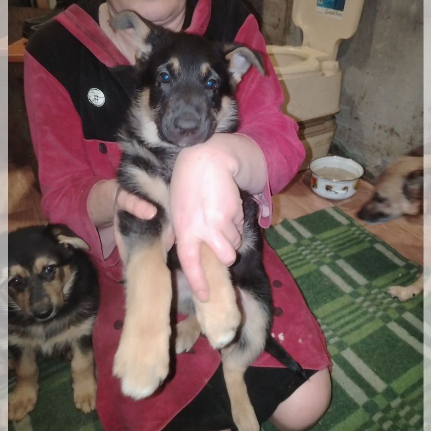 Немецкая овчарка, щенок