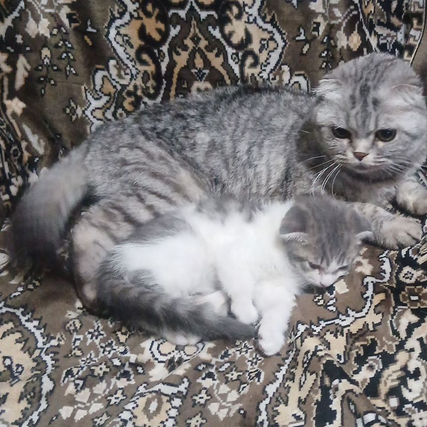 Шотландский вислоухий короткошёрстный котёнок