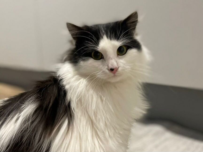 Котейка