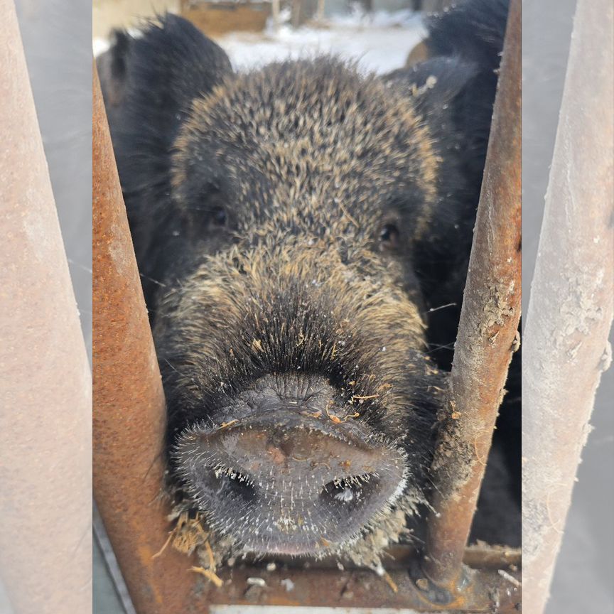 Племенные дикие кабаны. Хряк