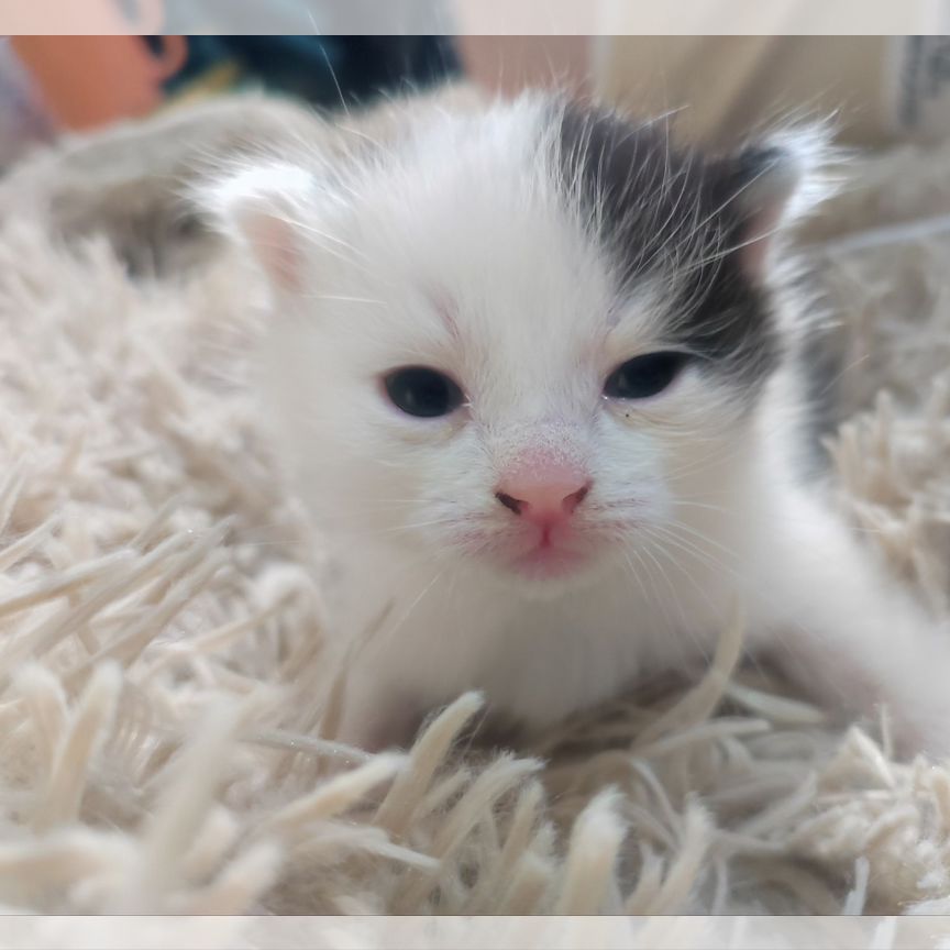 Британский длинношёрстный котёнок