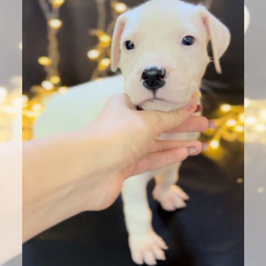 Аргентинский дог, щенок