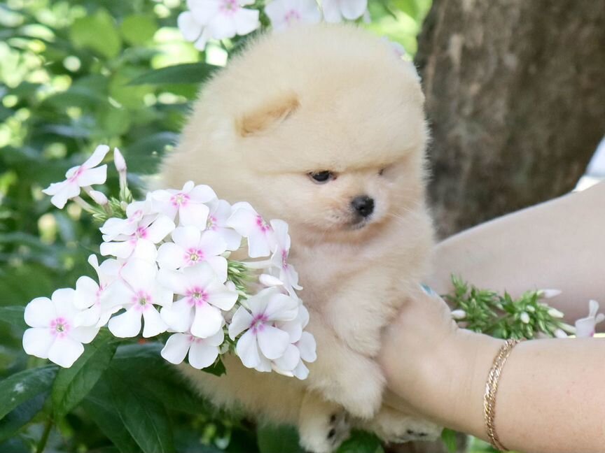 Саванна. Крошка- Медвежонок шпица с Бэби-фэйс